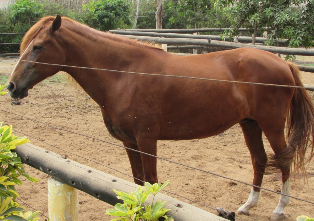 Peruvian Horses Reclaim Their Cultural Heritage as Tourism Booms in ...